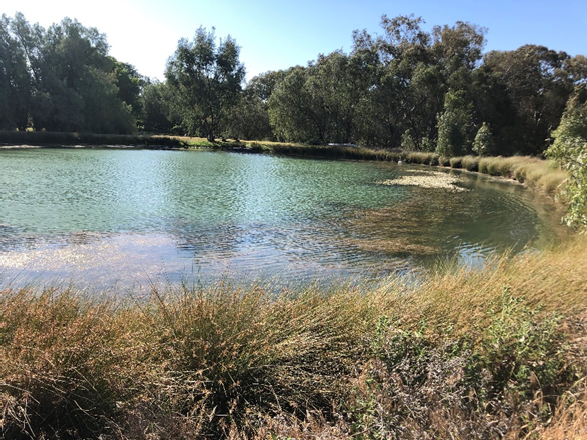 Frog surveys of Yanco Creek and tributaries and farm habitats ...