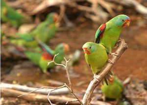 Discovering Swift Parrots - Murrumbidgee Landcare Inc