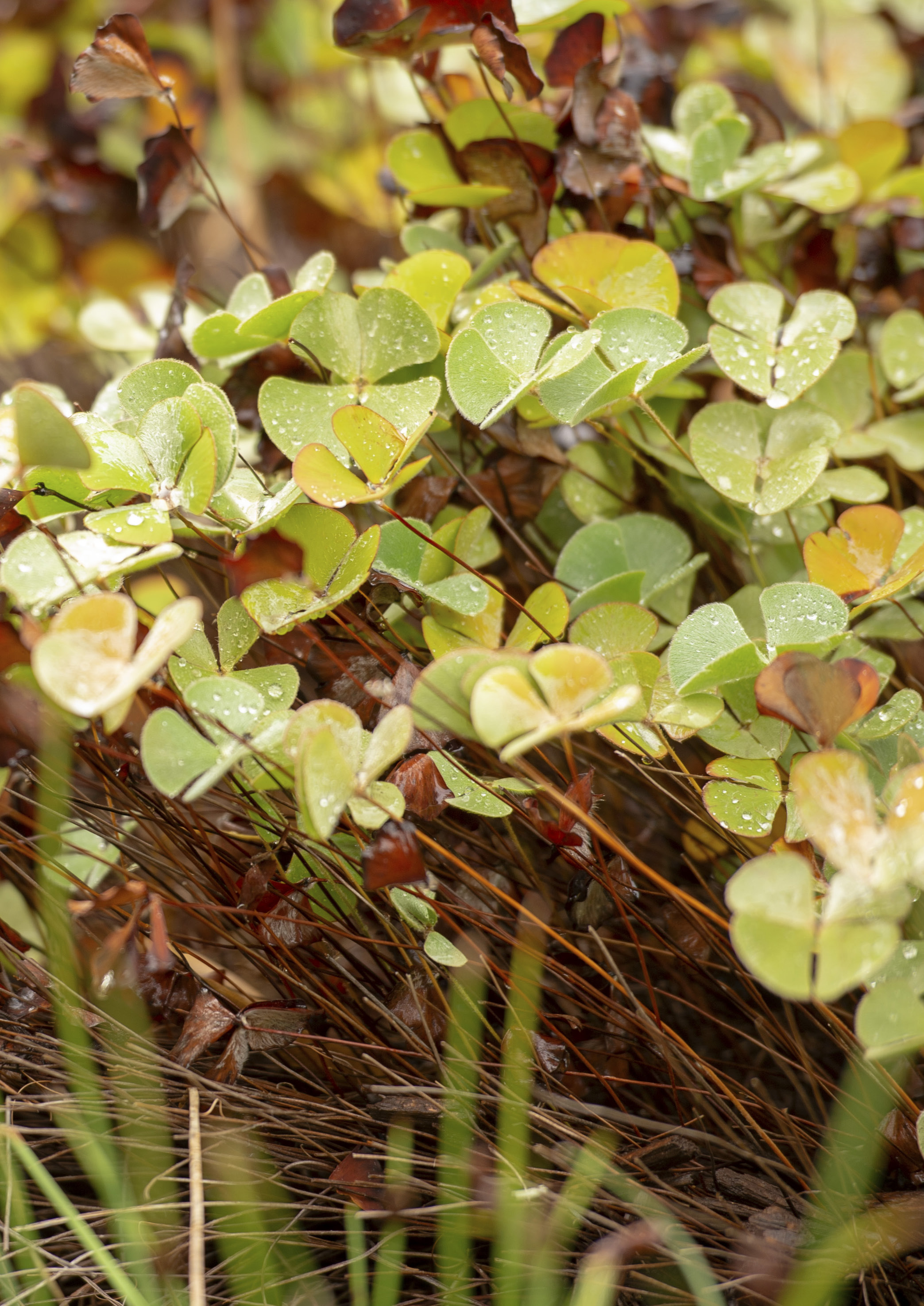 Indigenous (Wurundjeri) Plant Use - Murrumbidgee Landcare Inc