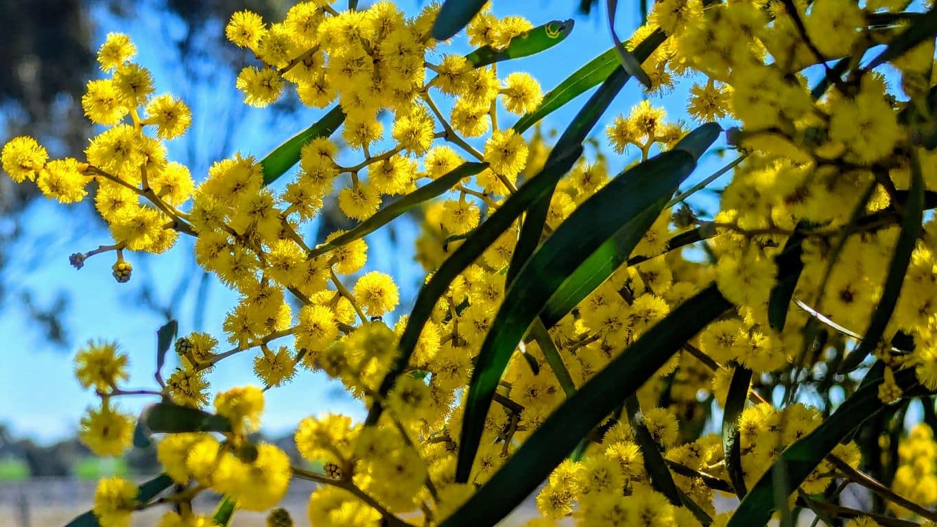 Hello from Bidgee Floodplains - Murrumbidgee Landcare Inc