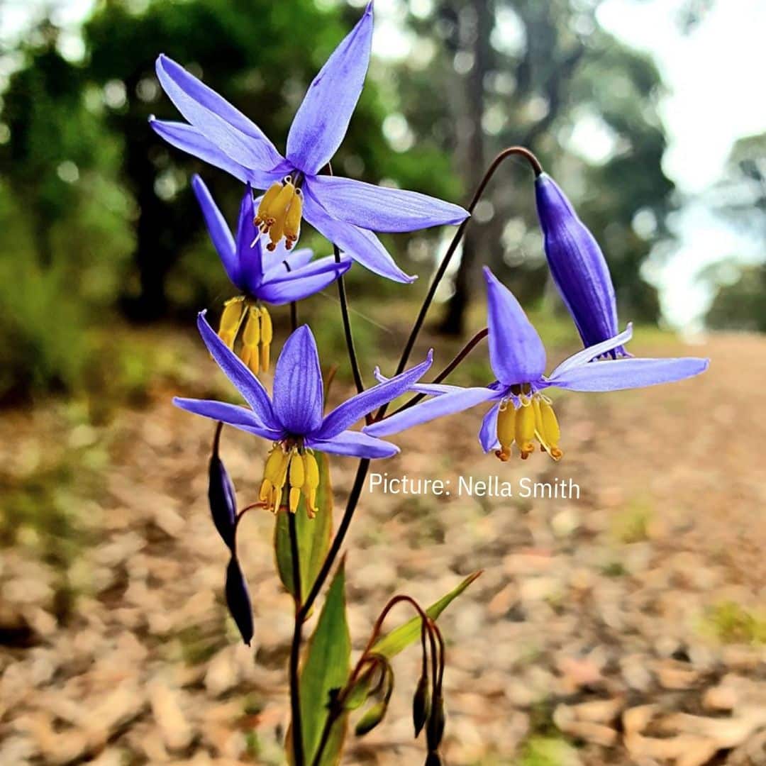 Narrandera: Spring Wildflower Walk / 7 September 2025 / Murrumbidgee ...
